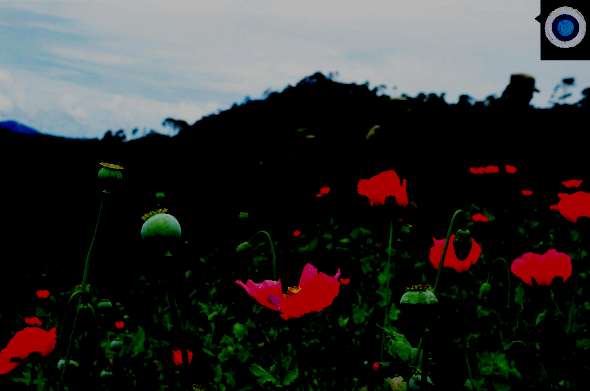 Posconflicto: La ilegalidad de las drogas amenaza la paz | Nueva Gaceta